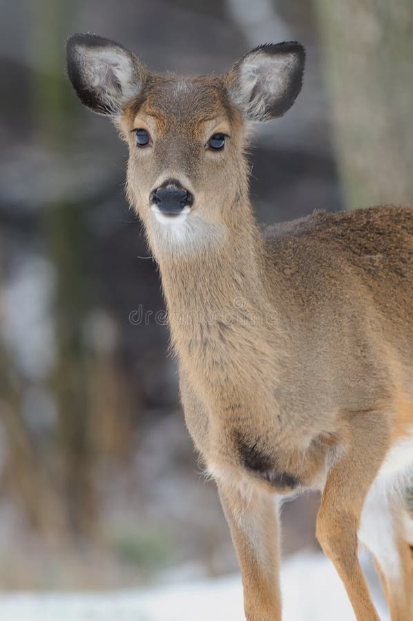 Busted stock image. Image of spooked, scared, enviroment - 7949555