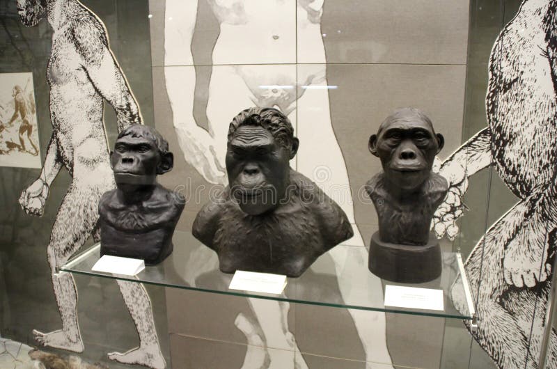 Busts. Reconstruction of the Skulls. Editorial Stock Image - Image of ...