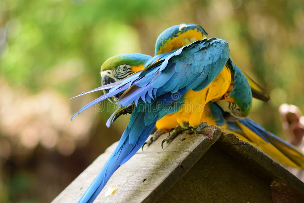 Busy stock photo. Image of parrot, macaw, busy, bird - 69811082