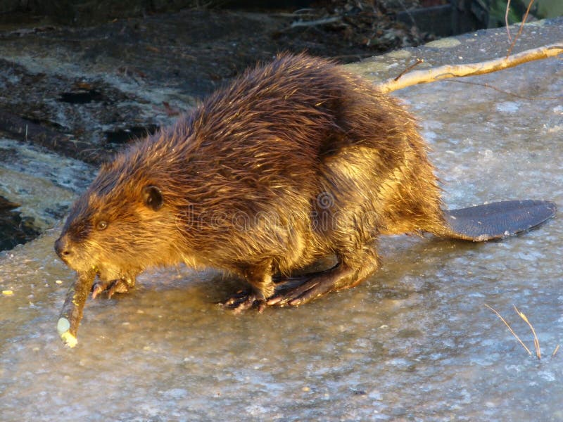 Busy as a Beaver stock photo. Image of nature, beaver, worker - 402448