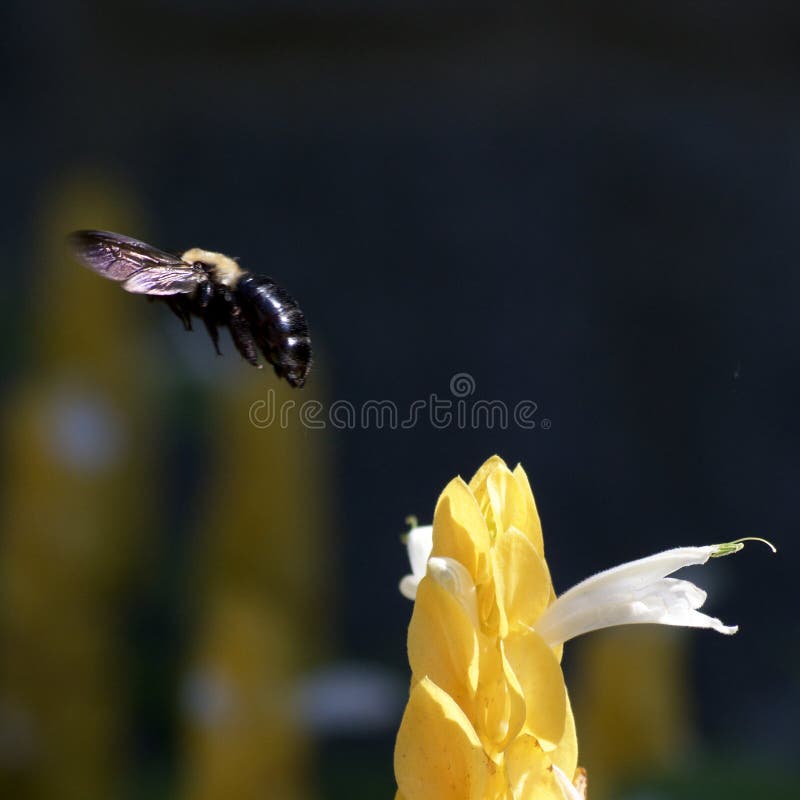 Busy as a Bee stock photo. Image of closeup, macro, wildlife - 85284548