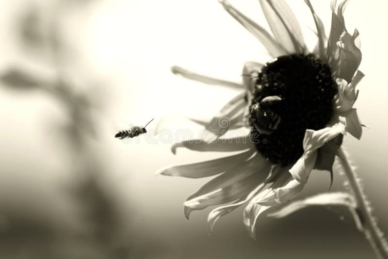Busy Bee stock image. Image of travel, daisy, action, sepia - 1268625