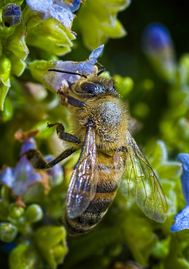 Busy Bee stock photo. Image of late, closeup, side, shot - 28165988