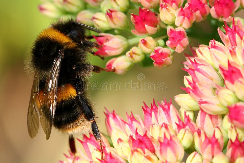 Busy Bee stock image. Image of iridescence, iridescent - 290013