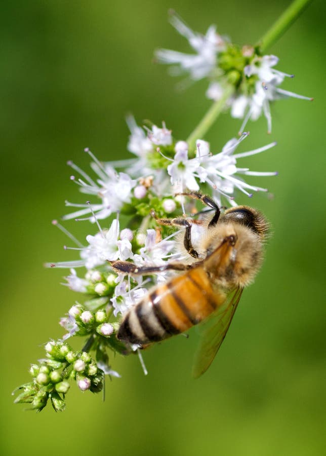 Busy bee stock photo. Image of dark, pollination, sunlight - 59510890