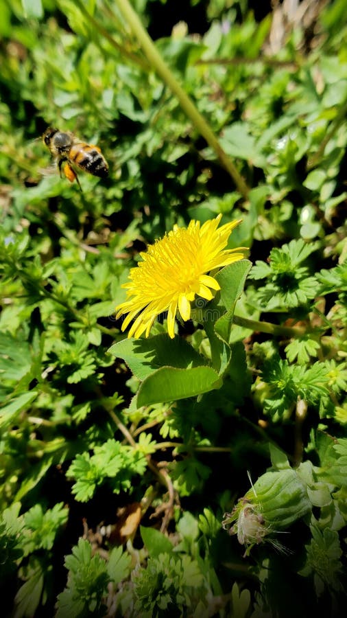 Busy bee buzzing stock photo. Image of insects, leaf - 179097252