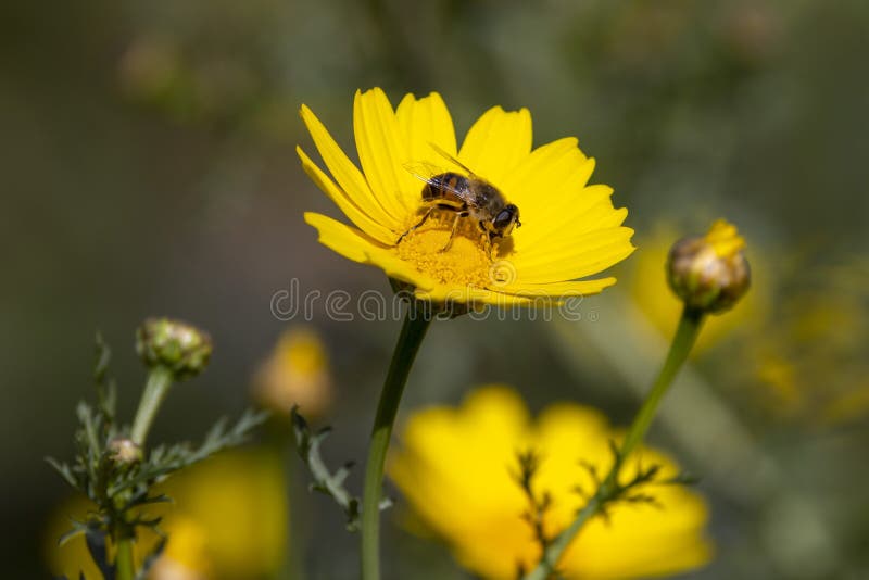 Busy bee on crown daisy stock photo. Image of size, diving - 280144456