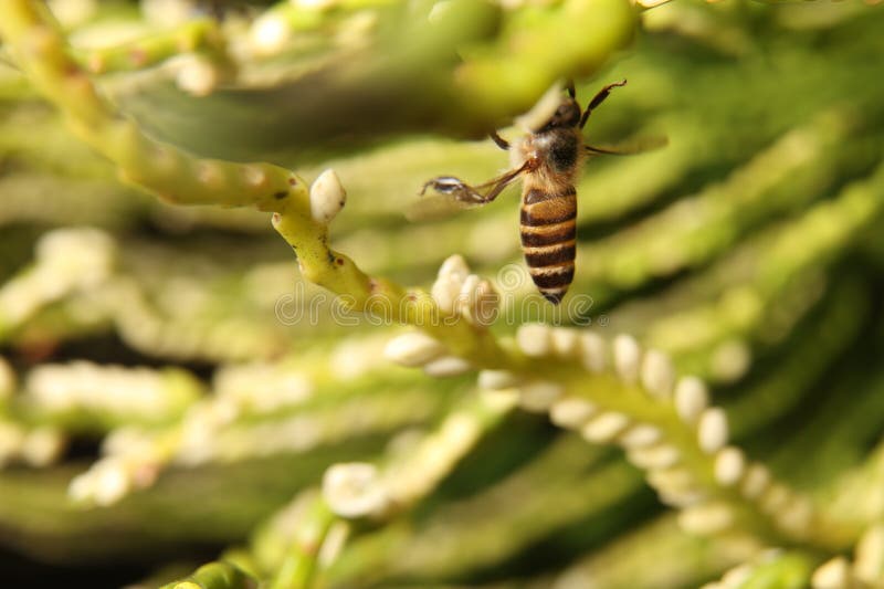 Busy bee landing stock photo. Image of landing, insect - 329973098