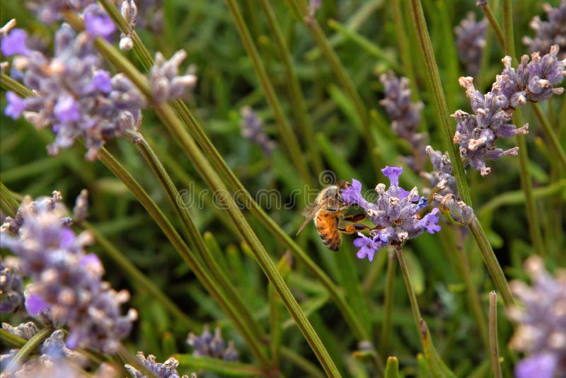 Busy Bee on a Blue French Lavender or Lavandula Angustifolia, Stock ...