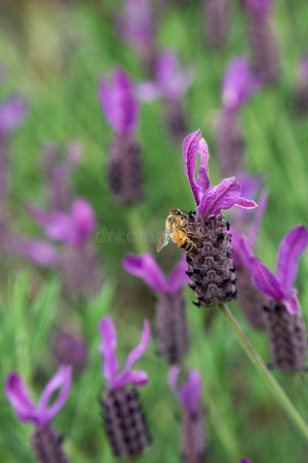 Busy Bee on a Lavender Flower Stock Photo - Image of bright, aromatic ...