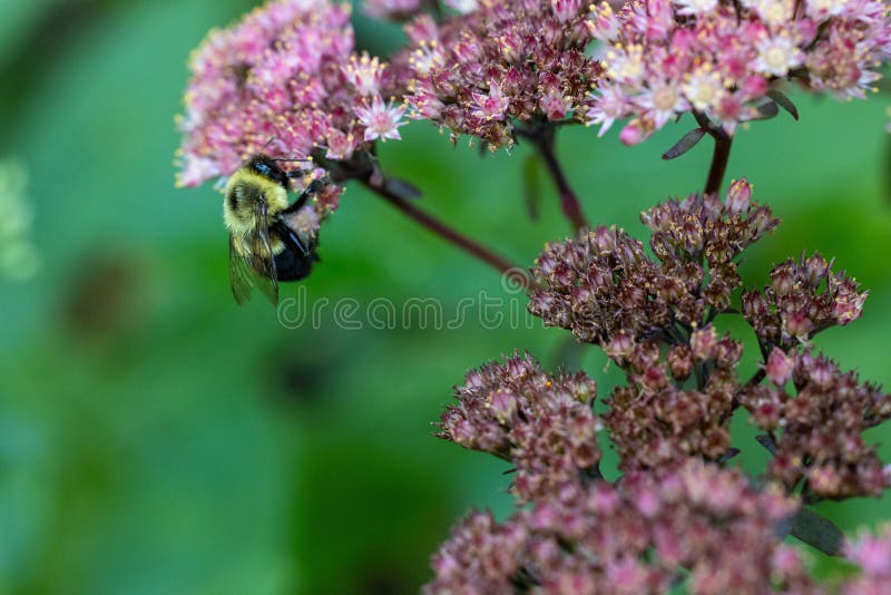 Busy Bee among Pink Flowers Stock Image - Image of flowering, summer ...
