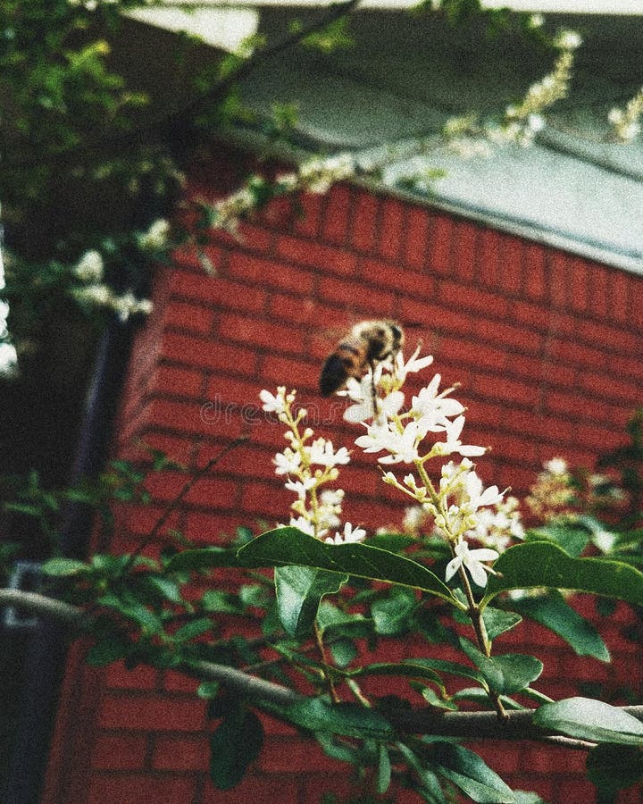 Busy bee stock photo. Image of busy, processed, grainy - 99988142