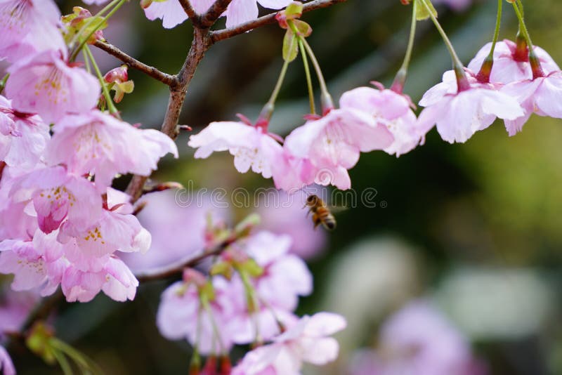 Busy bee on spring stock photo. Image of polenating - 113232940