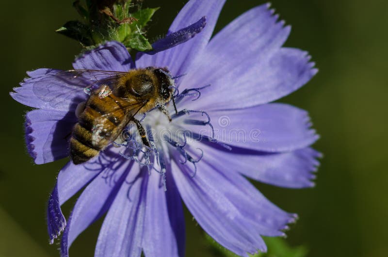 Bee Tirelessly Gathering Pollen from a Tiny Blue Flower Stock Image ...