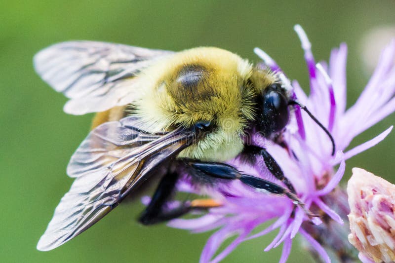 Busy Bee stock image. Image of wings, busy, insect, pollenating - 49395011