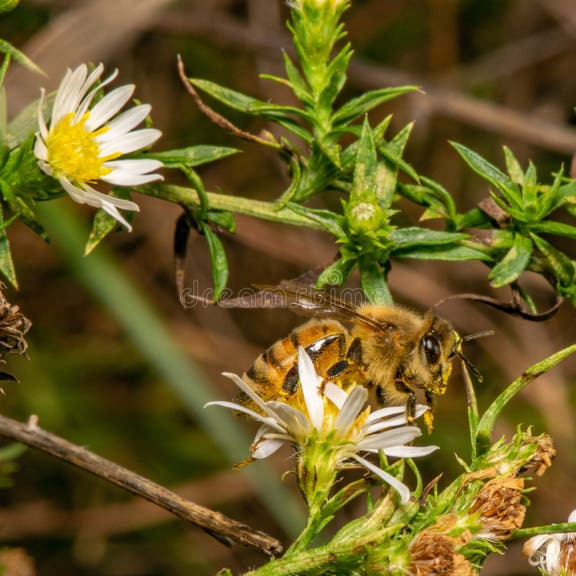 A busy bee at work stock image. Image of fall, work - 162875741