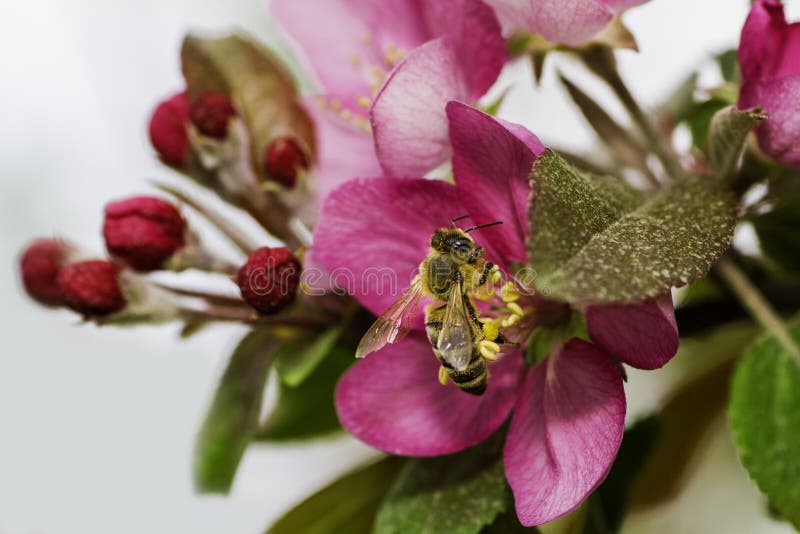 Busy bee stock image. Image of fresh, season, flaying - 61800153