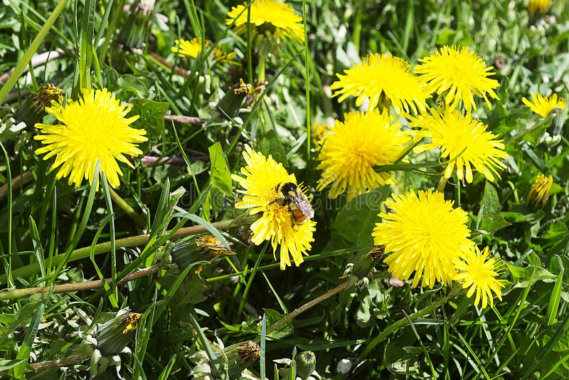 Busy Bee stock photo. Image of plant, bright, canada - 84608376