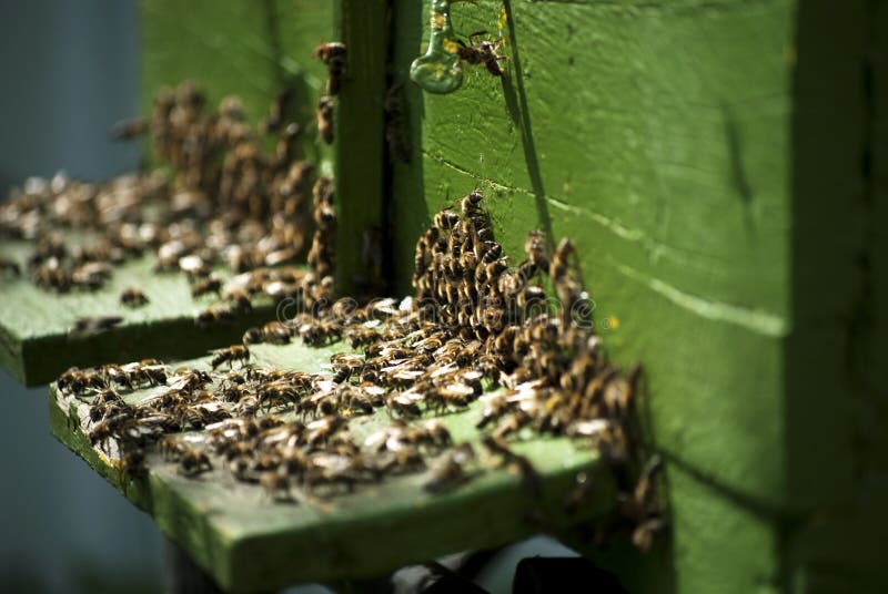 Busy bees stock photo. Image of gather, calming, beekeeping - 10834682