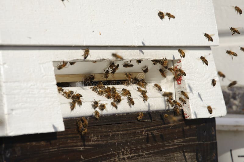 Busy bees stock image. Image of country, natural, animal - 20917027