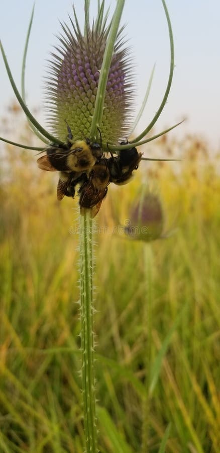 Busy bees stock photo. Image of busy, bees - 124150008