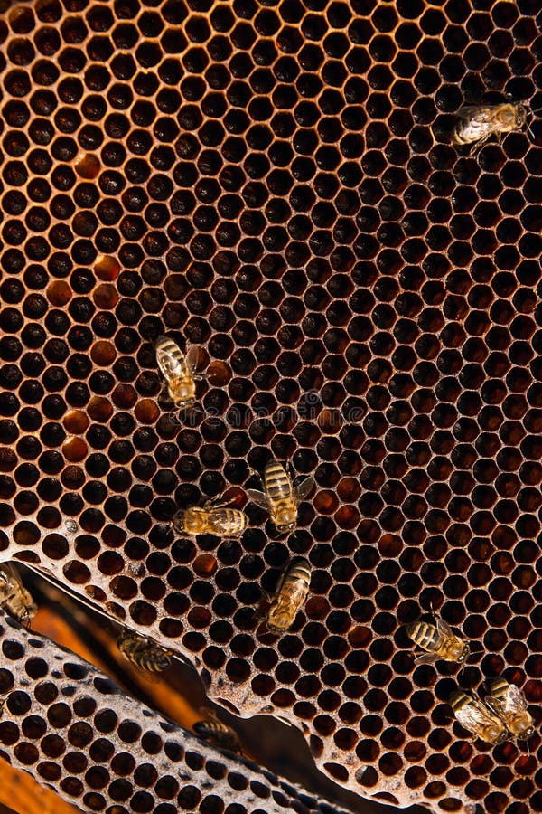 Busy Bees, Close Up View of the Working Bees on Honeycomb. Stock Image ...