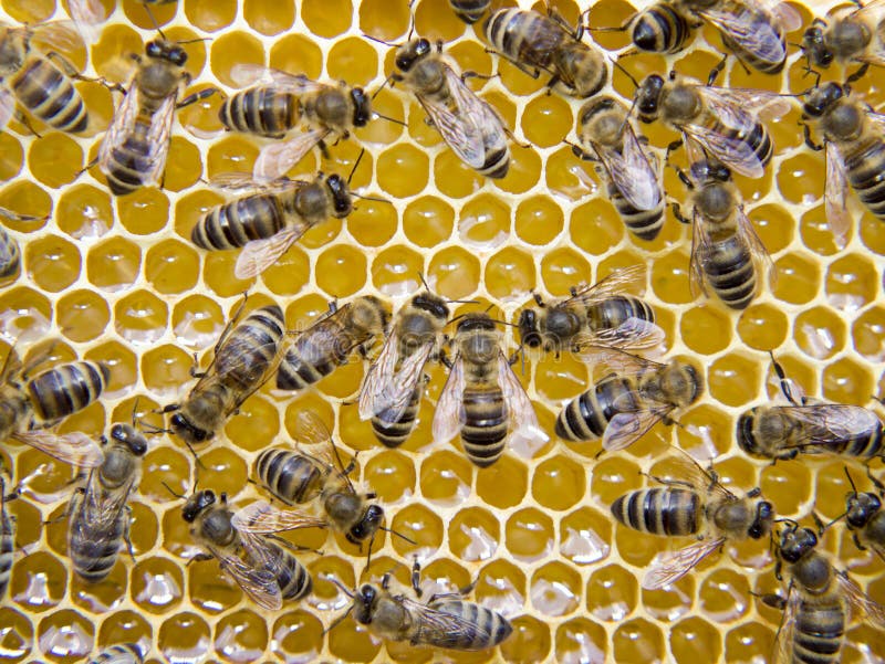 Busy Bees, Close Up View of the Working Bees on Honeycomb Stock Image ...