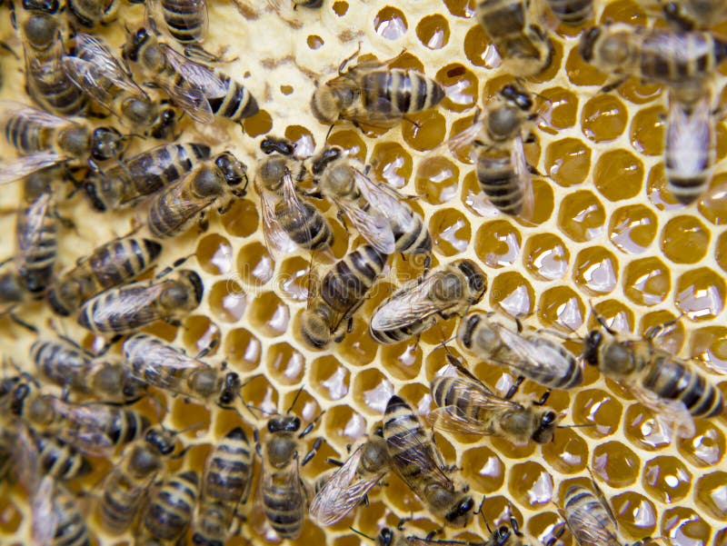 Busy Bees, Close Up View of the Working Bees on Honeycomb Stock Image ...
