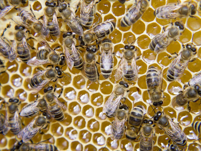 Busy Bees, Close Up View of the Working Bees on Honeycomb Stock Image ...