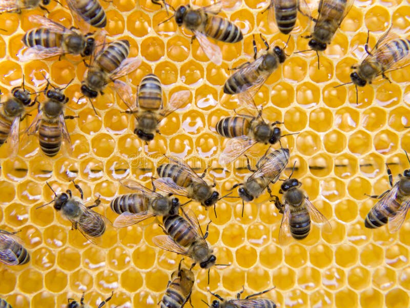 Busy Bees, Close Up View of the Working Bees on Honeycomb Stock Photo ...