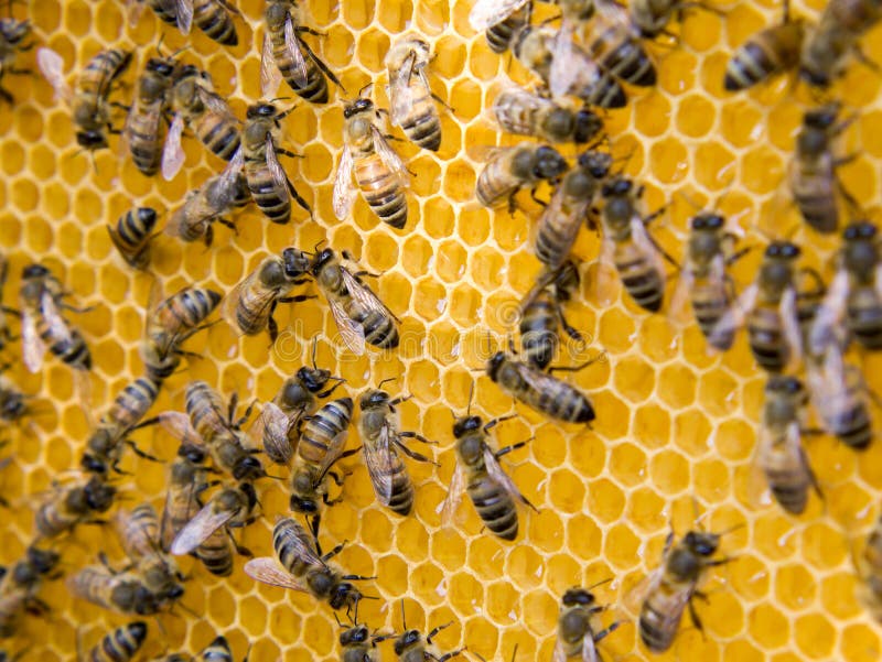 Busy Bees, Close Up View of the Working Bees on Honeycomb Stock Image ...