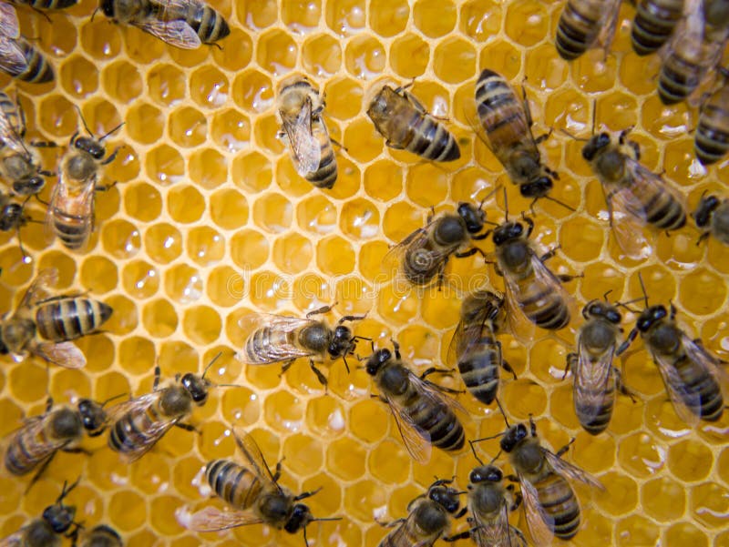 Busy Bees, Close Up View of the Working Bees on Honeycomb Stock Image ...