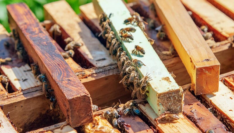 Busy Bees: Industrious Activity Inside a Beehive Stock Illustration ...