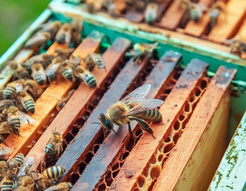 Busy Bees: Industrious Activity Inside a Beehive Stock Illustration ...