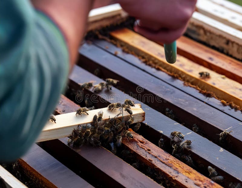 Busy Bees: Industrious Activity Inside a Beehive Stock Illustration ...