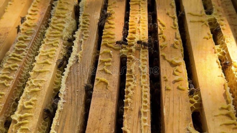 Busy Bees Move Around the Frames in a Brood Box. Stock Video - Video of ...