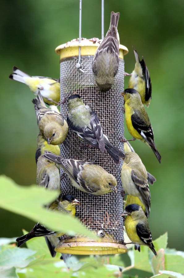 Busy Bird Feeder stock image. Image of bird, feeding, america - 9787015