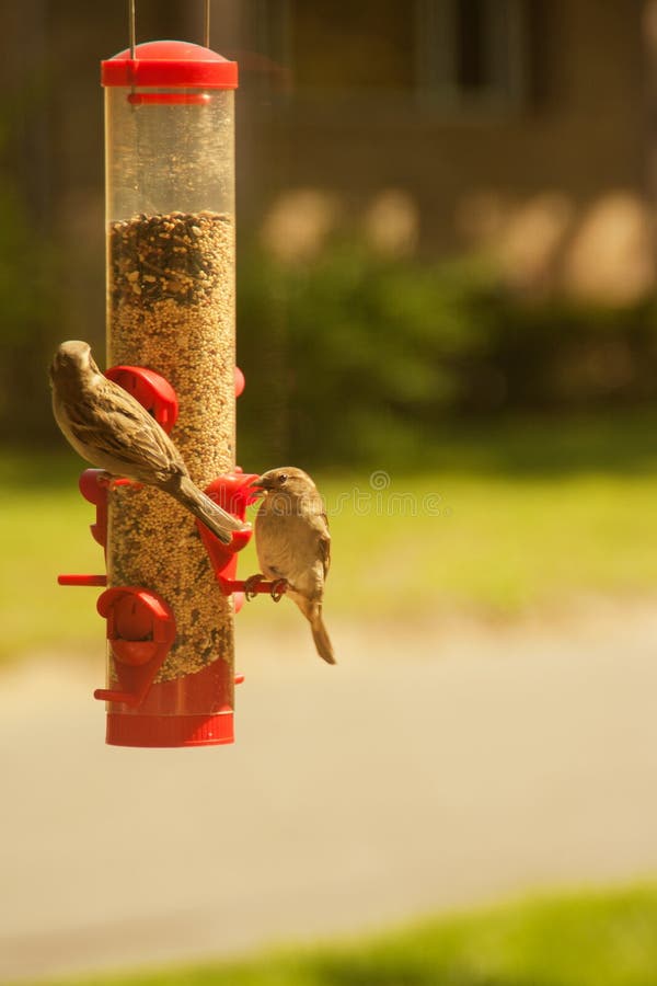 Busy bird feeder stock photo. Image of autumn, cardualis - 3491206