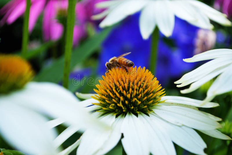 Busy bumblebee on a flower stock image. Image of nectar - 124543469