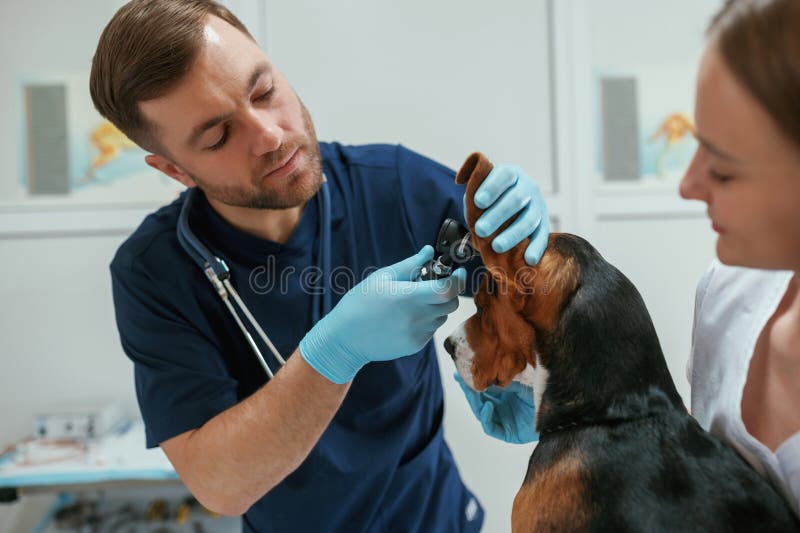 Checking the Ears. Woman Veterinarian is with Dog in the Clinic Stock ...
