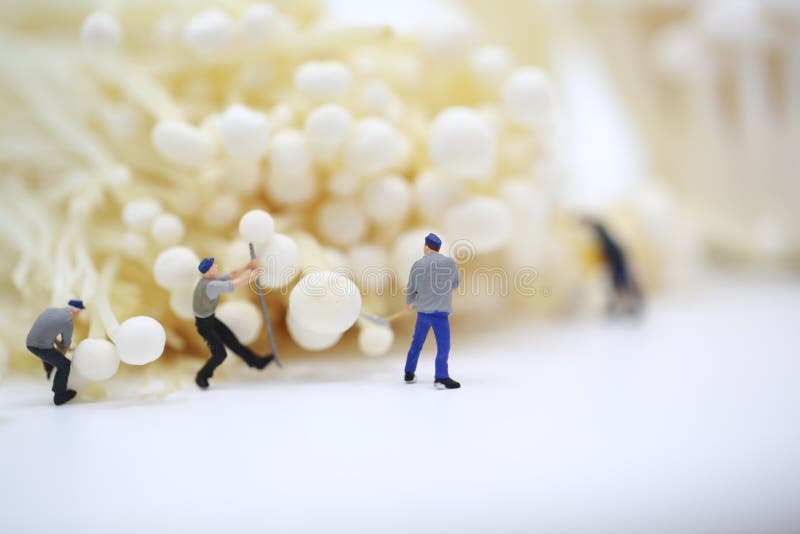 Farmer Work on the Field of Mushroom Stock Image - Image of surreal ...