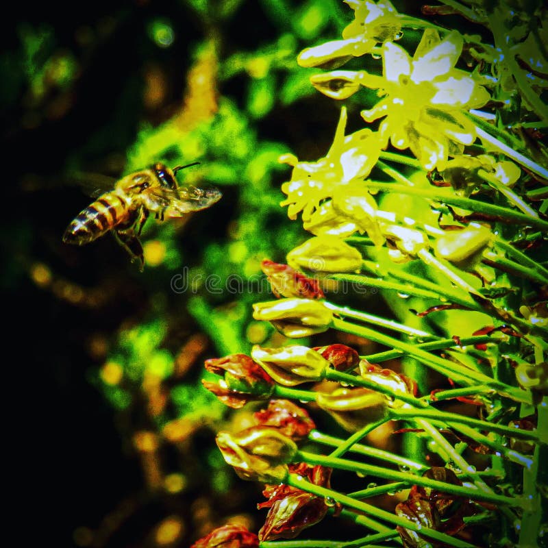 The busy little woodpecker stock image. Image of beak - 38813037