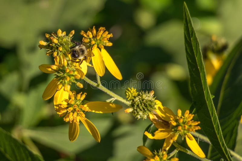 Busy little bee. stock photo. Image of flower, afternoon - 287029592