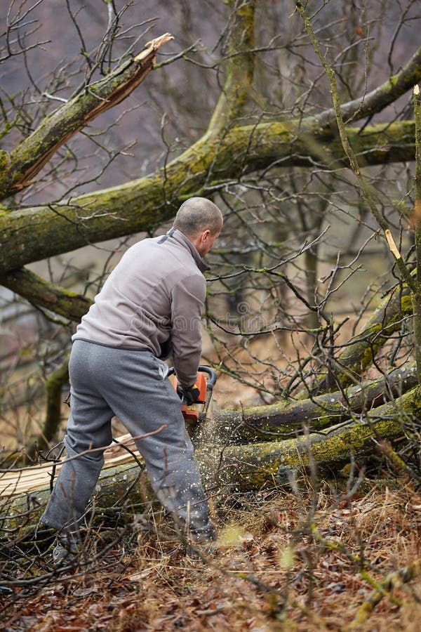 Lumberjack Working in Forest Stock Image - Image of chainsaw, logging ...