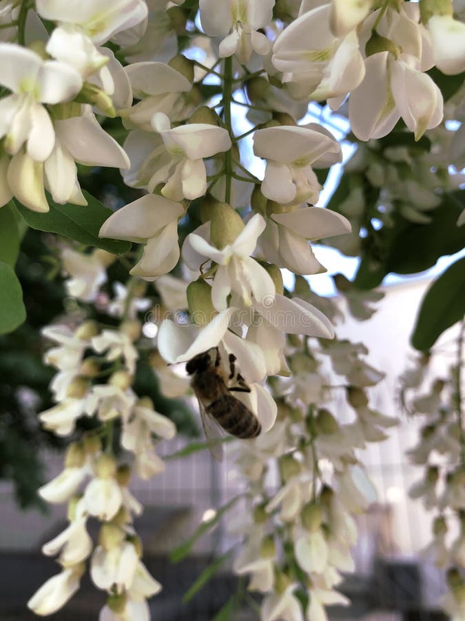 Busy morning stock photo. Image of morning, busy, flowers - 116603060