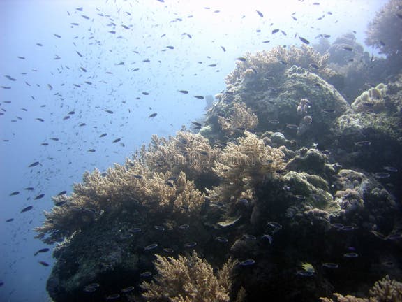 Busy Reef stock photo. Image of aquatic, saltwater, reef - 214928