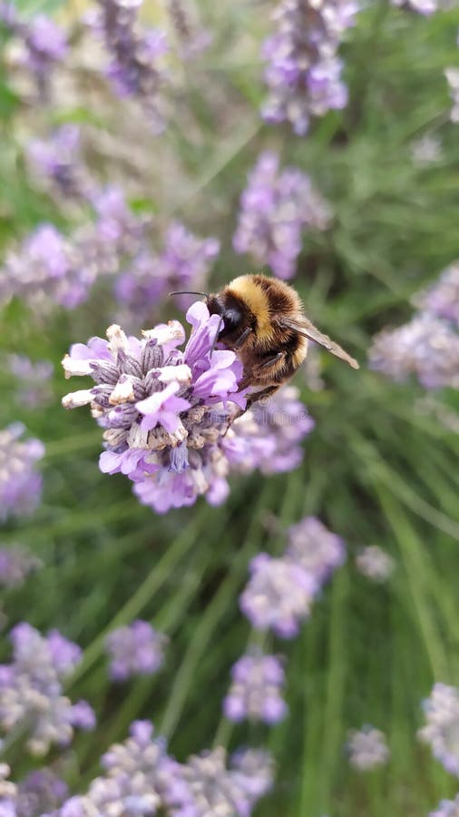 Busy wee bee stock image. Image of honeybee, flower - 170986367