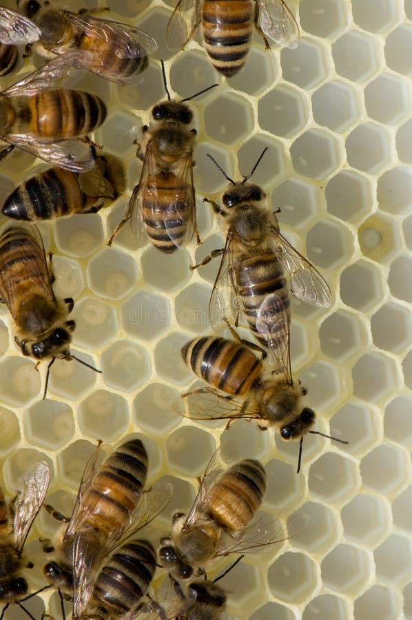Three Bees Feeding and Working Together Stock Photo - Image of wings ...