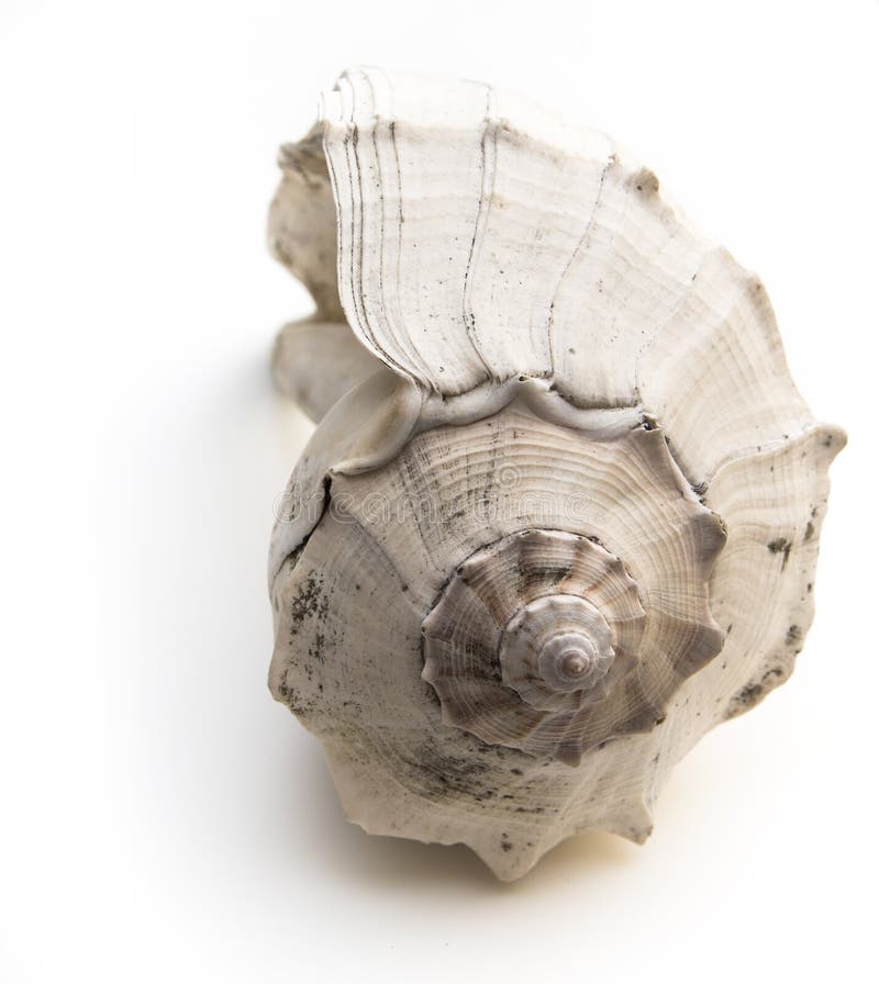 Busycon Contrarium Seashell Stock Photo - Image of gastropod, great ...