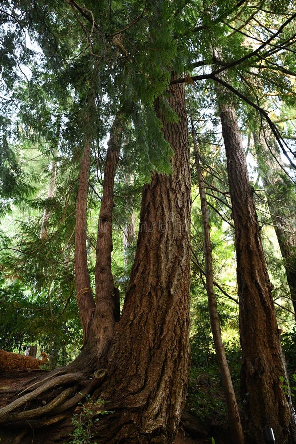 Butchart Gardens at Victoria in British Columbia, Canada Editorial ...